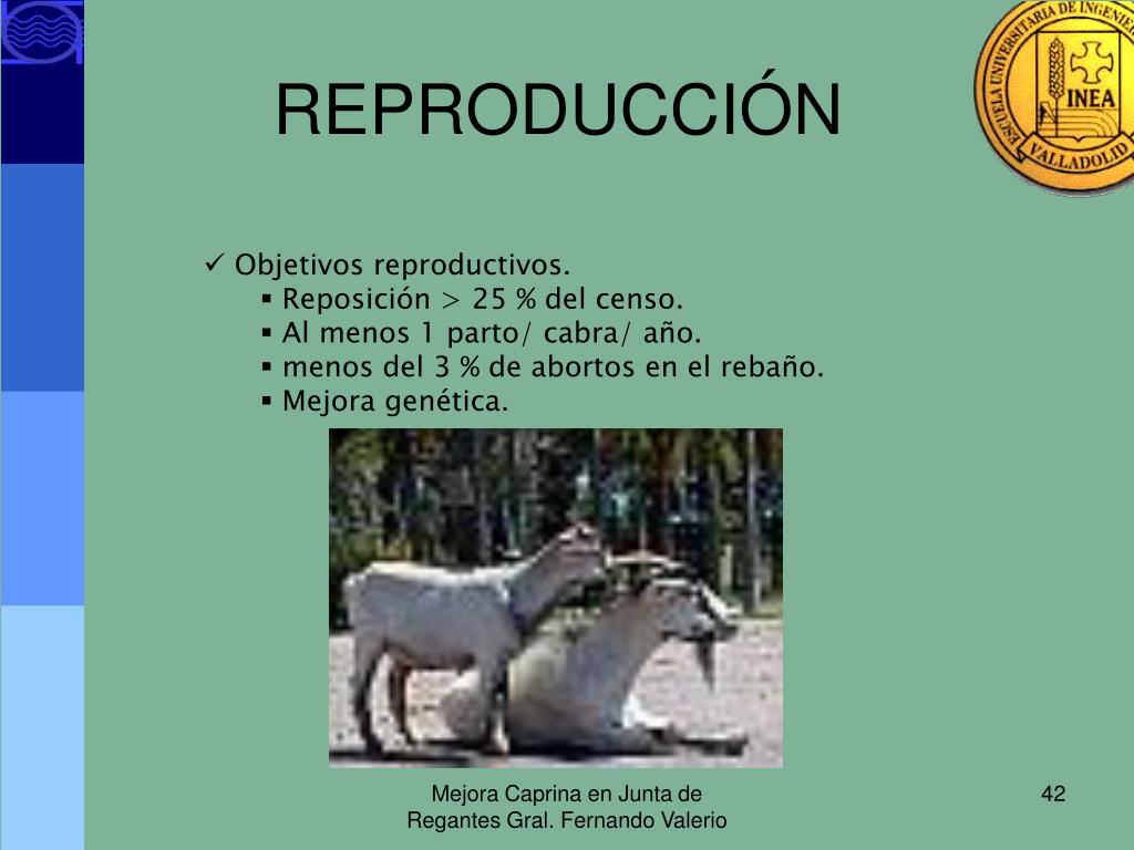 PPT - Proyecto de Mejora Caprina en el Área de la Junta de Regantes ...
