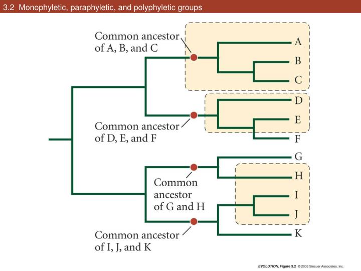PPT - 3.1 Tracing the path of evolution to Homo sapiens from the ...