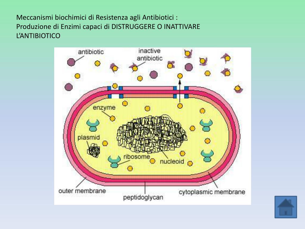 PPT - Antibiotico-resistenza Il “pericolo” della Biodiversità PowerPoint Presentation - ID:5517807