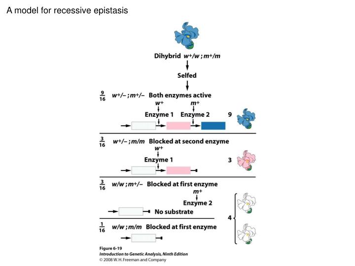 PPT - Gene Interaction PowerPoint Presentation - ID:5519507