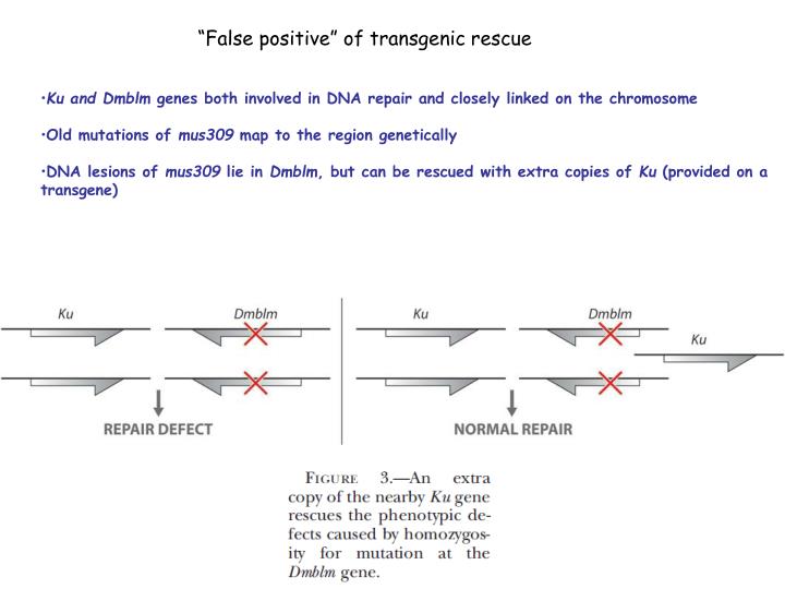 PPT - Gene Interaction PowerPoint Presentation - ID:5519507