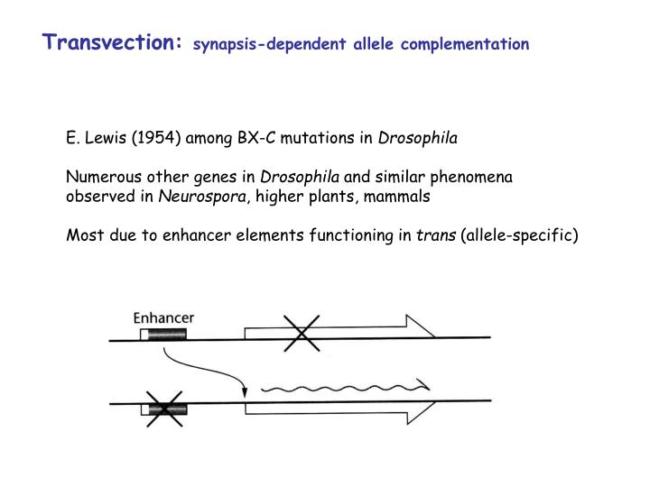 PPT - Gene Interaction PowerPoint Presentation - ID:5519507