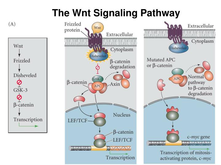 PPT - Gene Interaction PowerPoint Presentation - ID:5519507