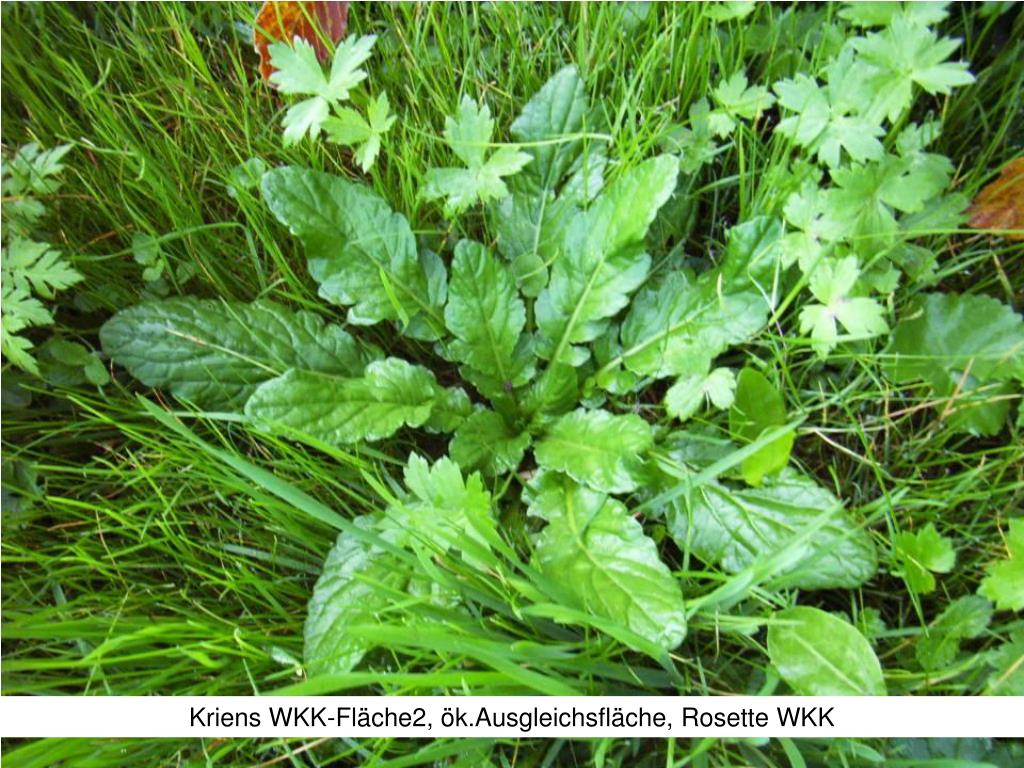 PPT - Luzern, Bilder zur Wasserkreuzkraut-Exkursion, 7. Sept. 2005 ...