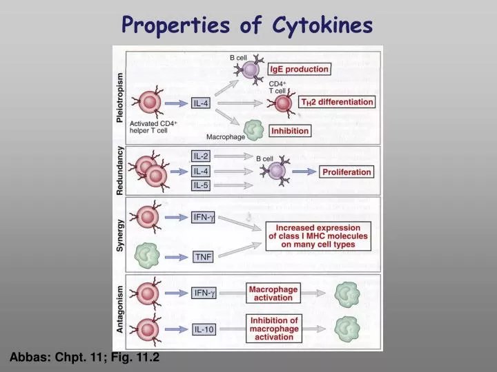 PPT - Properties of Cytokines PowerPoint Presentation, free download ... PPT - Properties of Cytokines PowerPoint Presentation, free download ...