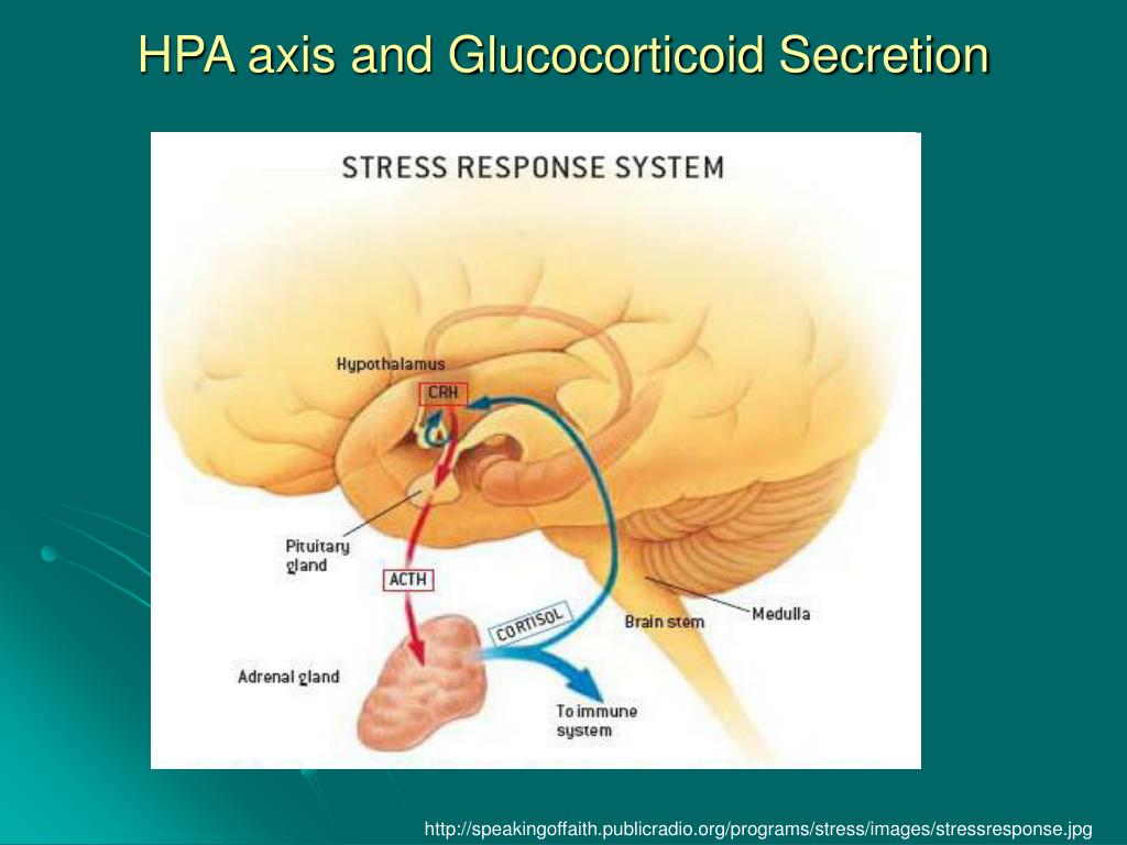 Ppt Regulation Of Stress Induced Cytokine Response By Glucocorticoids