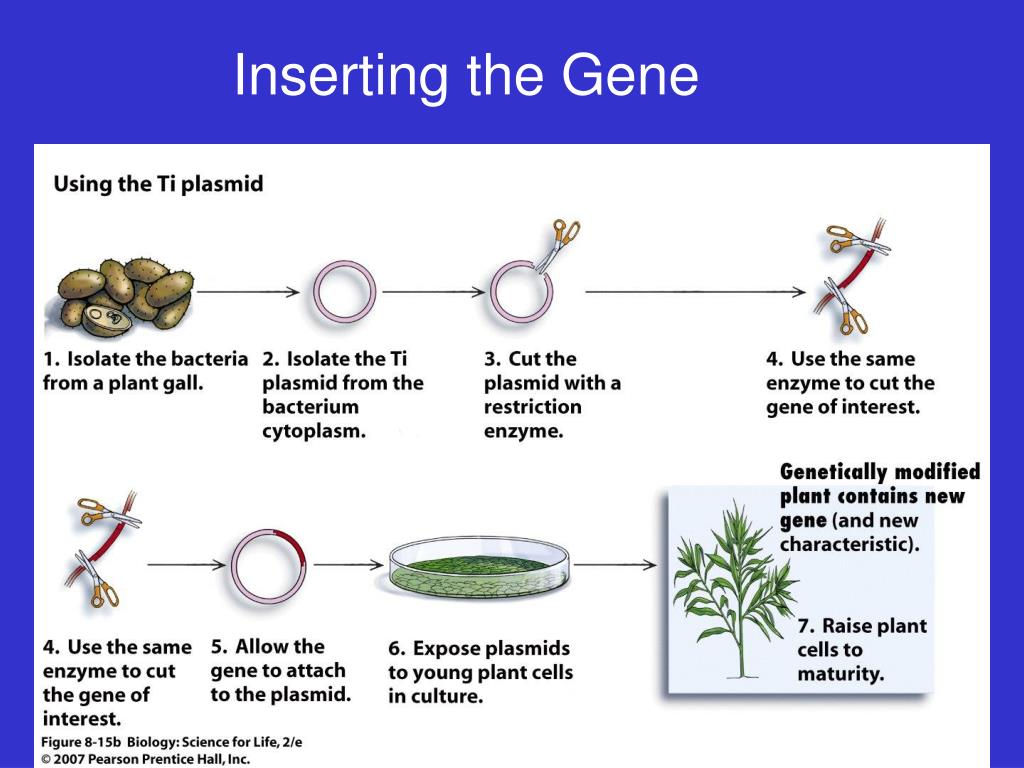 PPT - Genetically Modified Crop Plants PowerPoint Presentation, free ... PPT - Genetically Modified Crop Plants PowerPoint Presentation, free ...