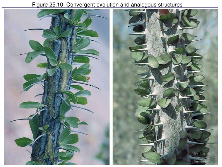 Analogous Structures In Plants