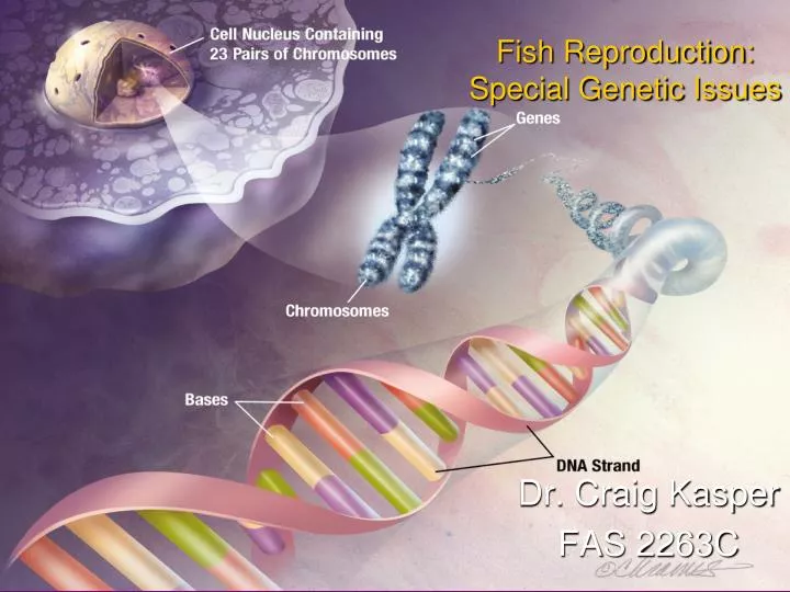 PPT - Fish Reproduction: Special Genetic Issues PowerPoint Presentation ...