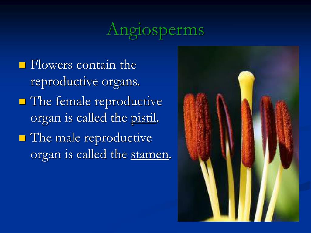 PPT - Sexual Reproduction in Plants PowerPoint Presentation, free ...