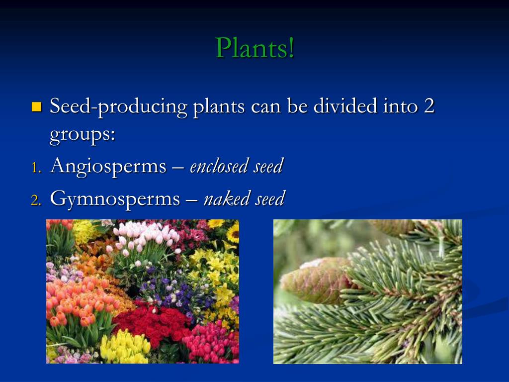 PPT - Sexual Reproduction in Plants PowerPoint Presentation, free ...