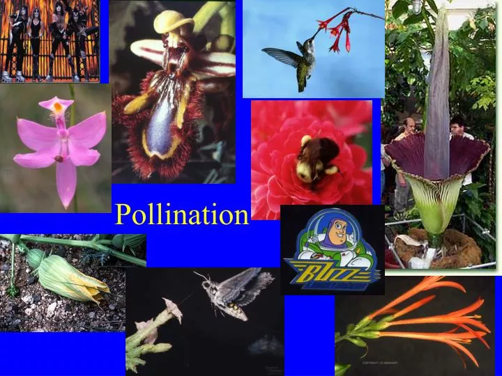 PPT - Pollination PowerPoint Presentation, free download - ID:5526593 PPT - Pollination PowerPoint Presentation, free download - ID:5526593