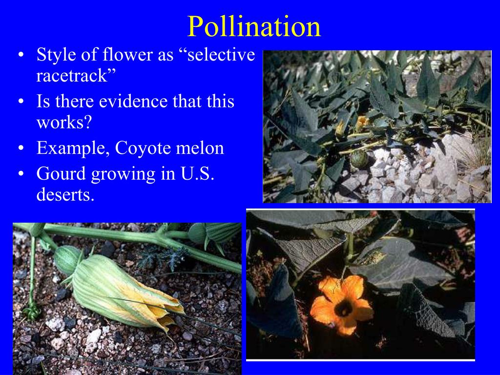 PPT - Pollination PowerPoint Presentation, free download - ID:5526593 PPT - Pollination PowerPoint Presentation, free download - ID:5526593