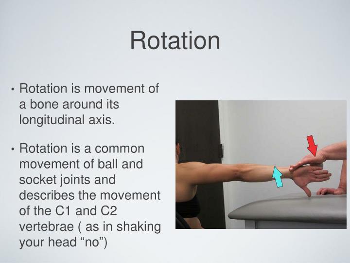 PPT - Muscle movements, types, and names PowerPoint Presentation - ID ...