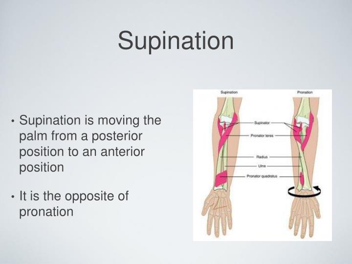 PPT - Muscle movements, types, and names PowerPoint Presentation - ID ...
