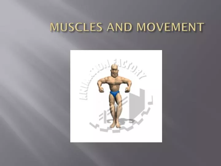 PPT - MUSCLES AND MOVEMENT PowerPoint Presentation, free download - ID ...