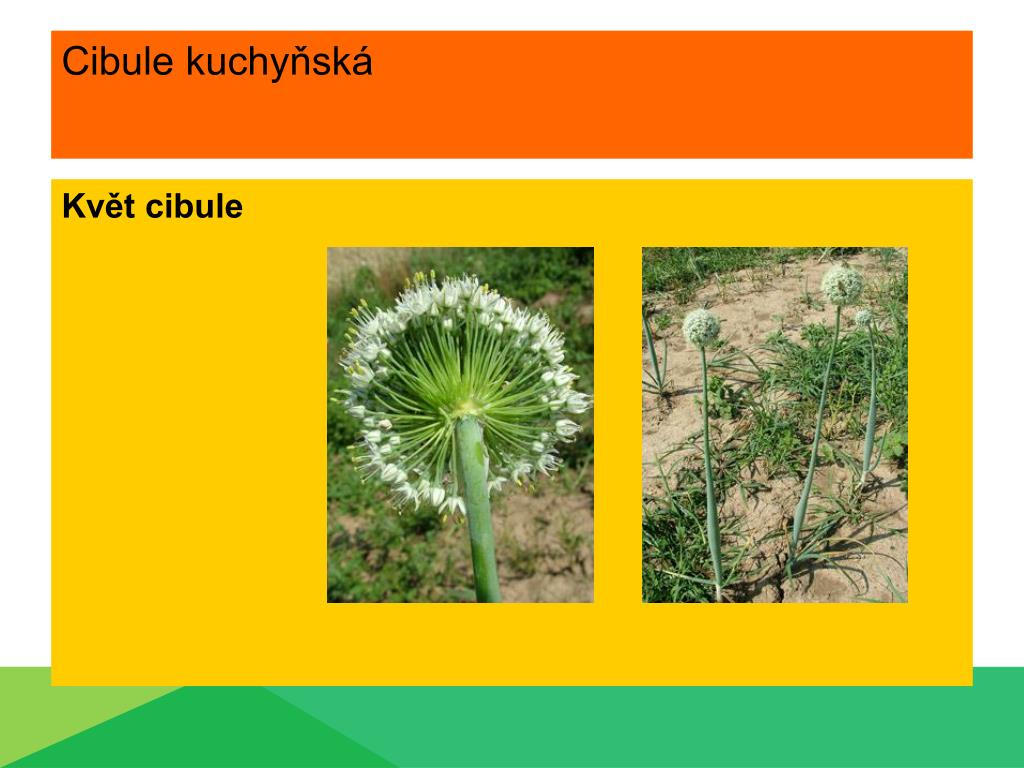 PPT - Předmět:Odborný výcvik Ročník: 2. Téma: Pěstování rostlin zahrada ...