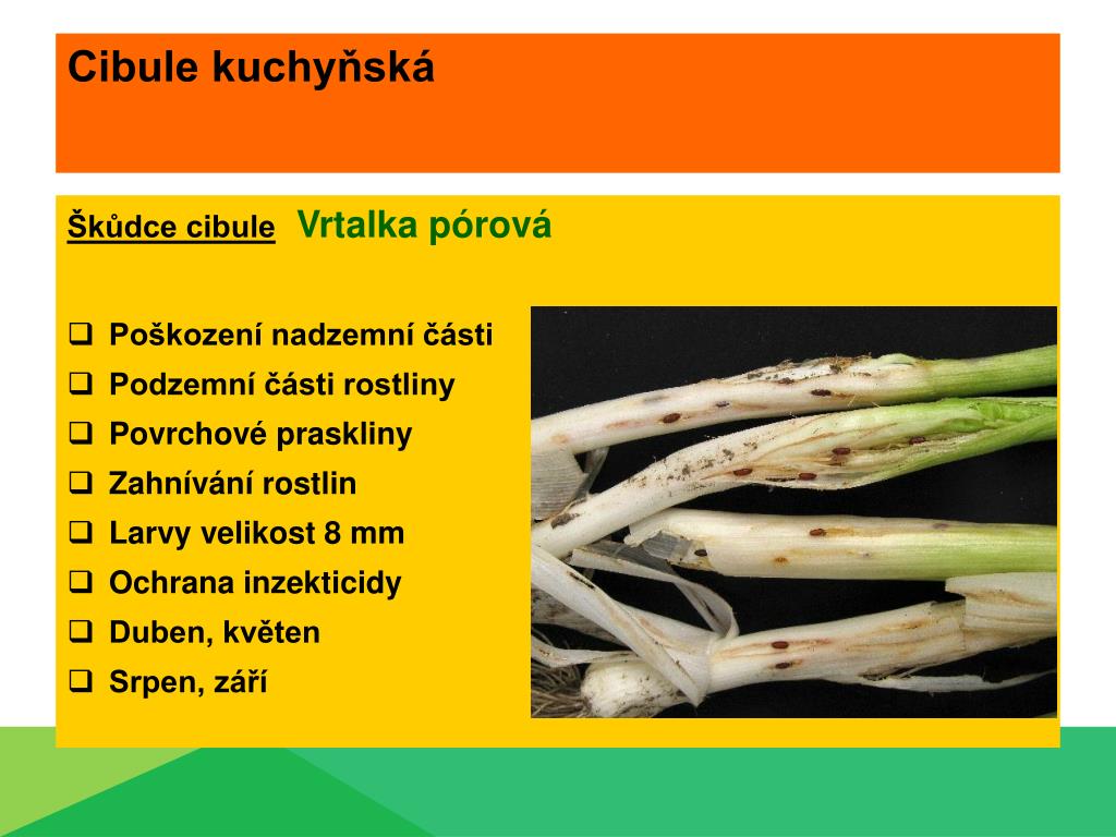 PPT - Předmět:Odborný výcvik Ročník: 2. Téma: Pěstování rostlin zahrada ...