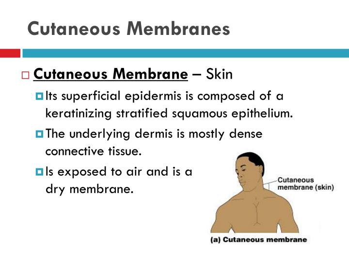 PPT - Skin and Body Membranes – Part 1 PowerPoint Presentation - ID:5527304