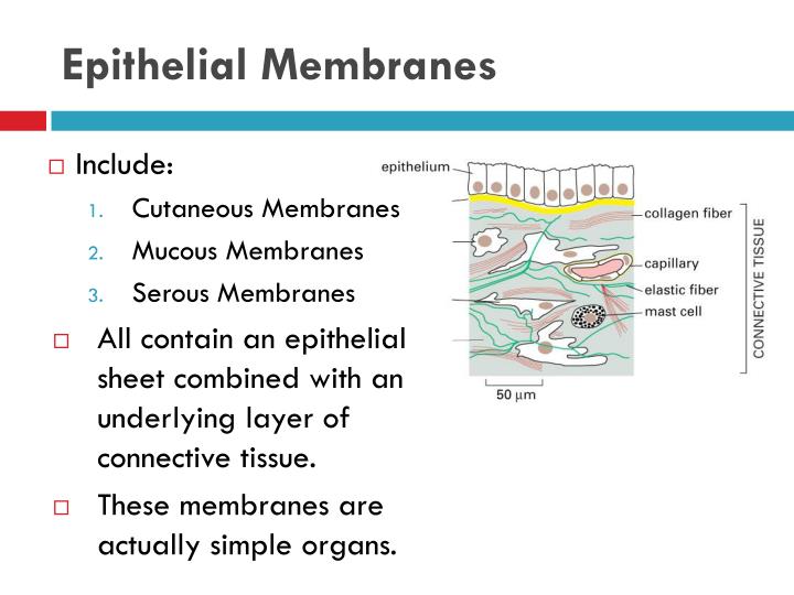 PPT - Skin and Body Membranes – Part 1 PowerPoint Presentation - ID:5527304