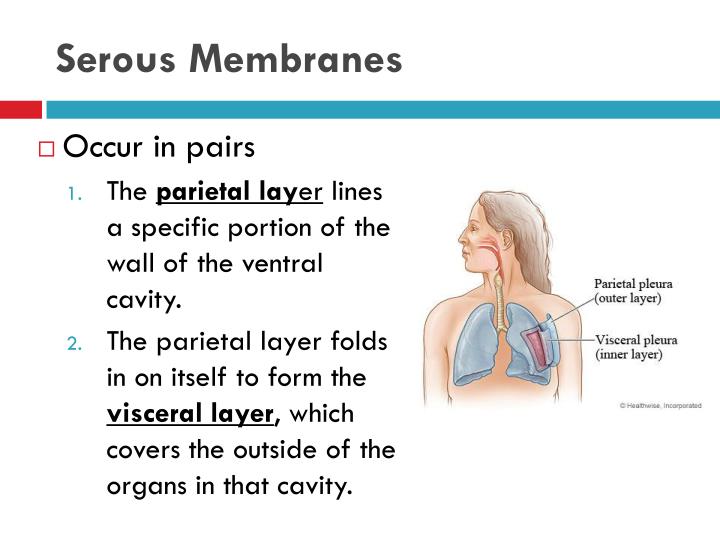 PPT - Skin and Body Membranes – Part 1 PowerPoint Presentation - ID:5527304