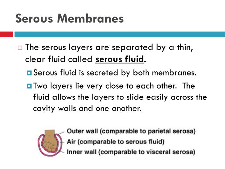 PPT - Skin and Body Membranes – Part 1 PowerPoint Presentation - ID:5527304