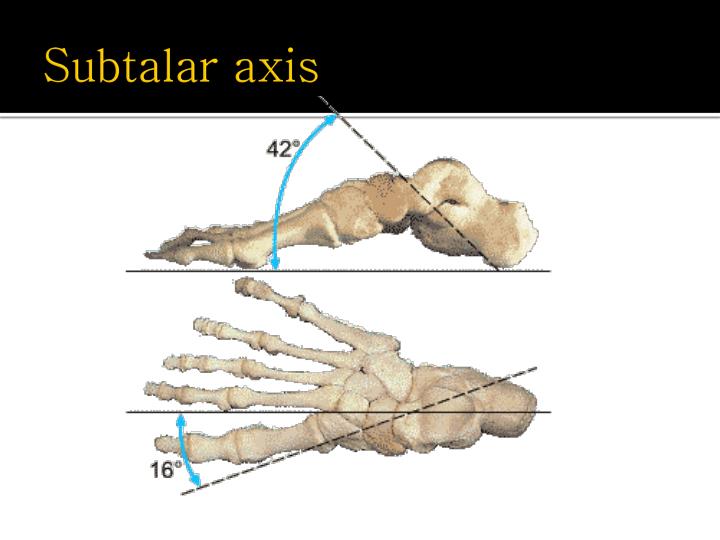 PPT - Anatomy of the Foot and Ankle PowerPoint Presentation - ID:5528323