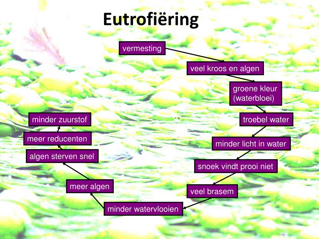 PPT - Eutrofiëring = voedselrijker worden van bodem en oppervlaktewater ...