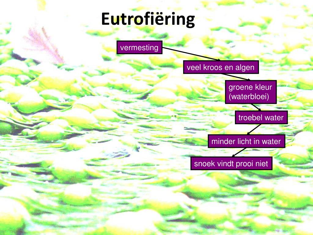 PPT - Eutrofiëring = voedselrijker worden van bodem en oppervlaktewater ...
