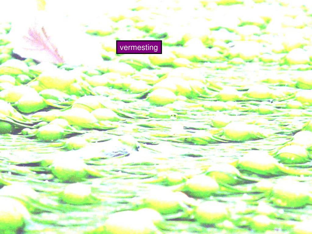 PPT - Eutrofiëring = voedselrijker worden van bodem en oppervlaktewater ...