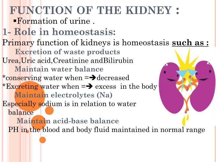 PPT - Renal system PowerPoint Presentation - ID:5529083