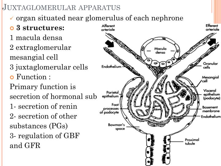 PPT - Renal system PowerPoint Presentation - ID:5529083