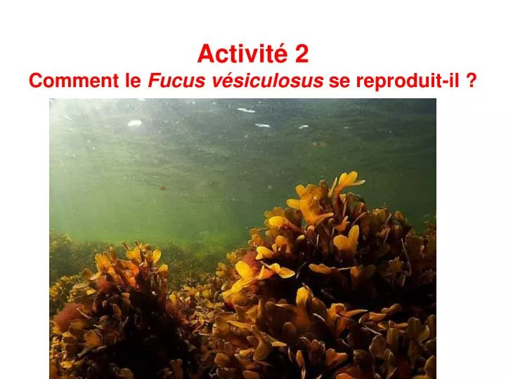PPT - Activité 2 Comment le Fucus vésiculosus se reproduit-il ...