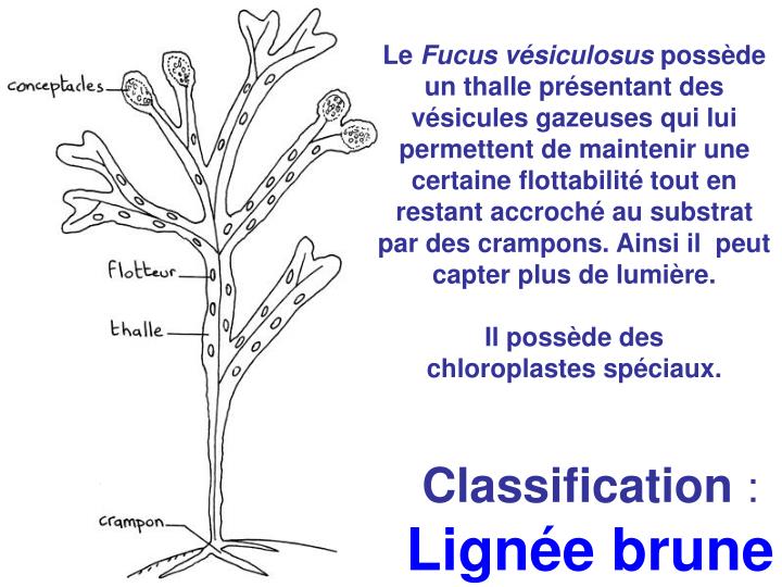 PPT - Activité 2 Comment le Fucus vésiculosus se reproduit-il ...