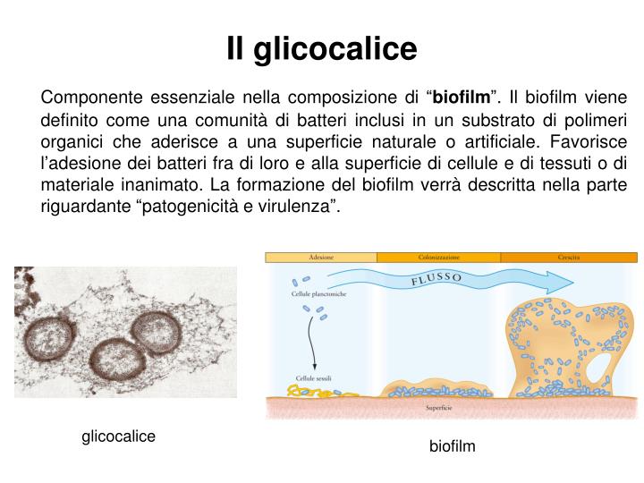 PPT - Albero filogenetico (ottenuto mediante l’analisi delle sequenze ...