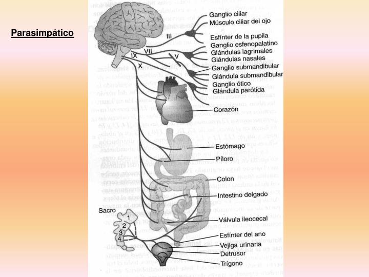 PPT - Sistema Nervioso Autónomo PowerPoint Presentation - ID:5530158