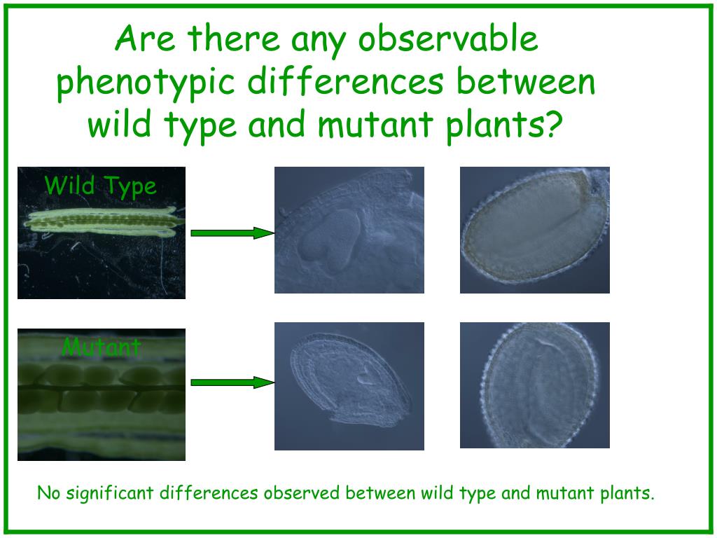 PPT - The Alfin-like PHD Zinc Finger Transcription Factor Family ...