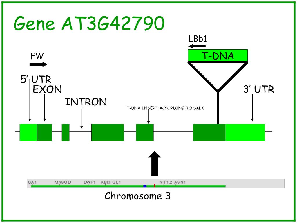 PPT - The Alfin-like PHD Zinc Finger Transcription Factor Family ...