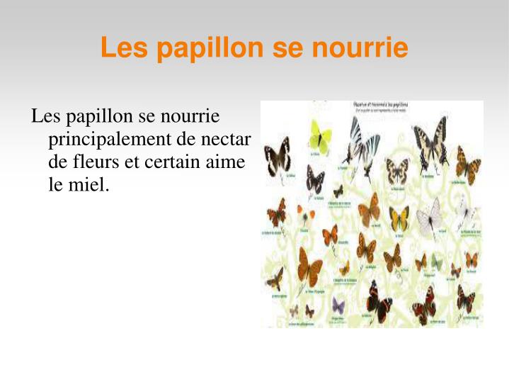 PPT - Le cycle de la vie des papillon PowerPoint Presentation - ID:5531047