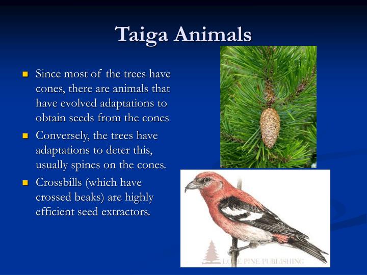 PPT - TAIGA The Boreal Forest PowerPoint Presentation - ID:5533053