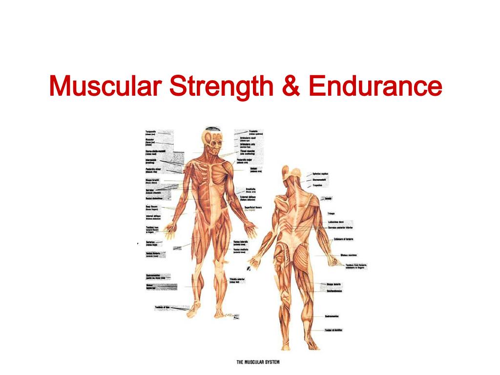PPT - Muscular Strength & Endurance PowerPoint Presentation, free ... PPT - Muscular Strength & Endurance PowerPoint Presentation, free ...