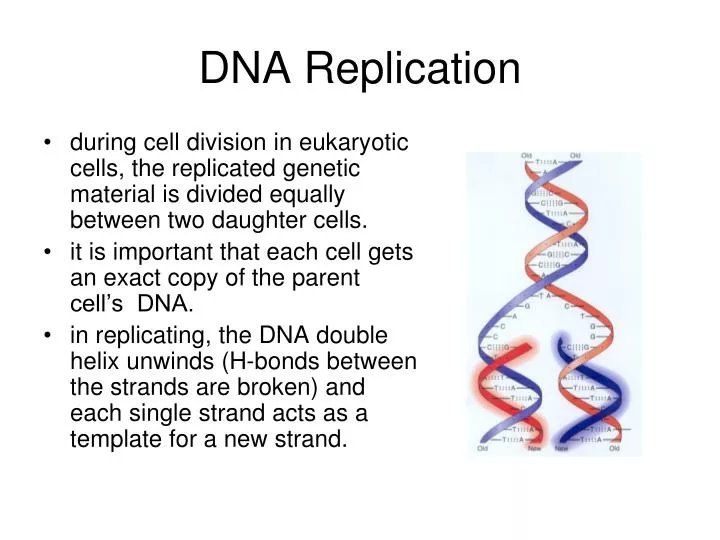 PPT - DNA Replication PowerPoint Presentation, free download - ID:5533529 PPT - DNA Replication PowerPoint Presentation, free download - ID:5533529