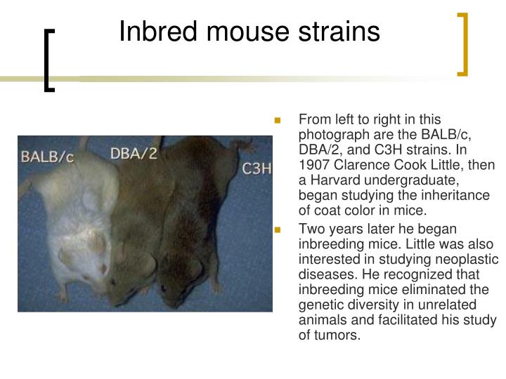 PPT - Biology and Anatomy of Mouse PowerPoint Presentation - ID:5533658