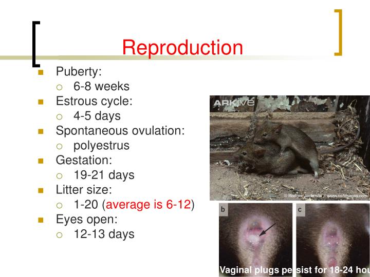 PPT - Biology and Anatomy of Mouse PowerPoint Presentation - ID:5533658