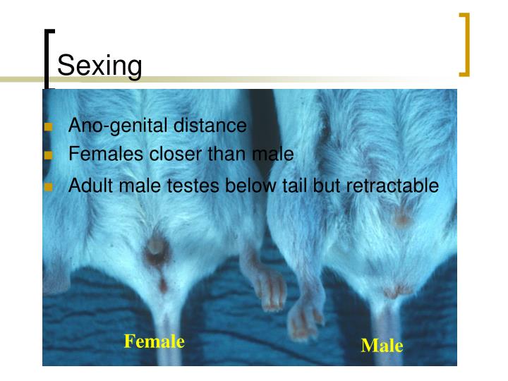PPT - Biology and Anatomy of Mouse PowerPoint Presentation - ID:5533658