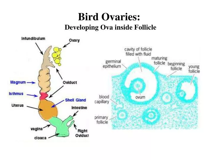 PPT - Bird Ovaries: Developing Ova inside Follicle PowerPoint ...