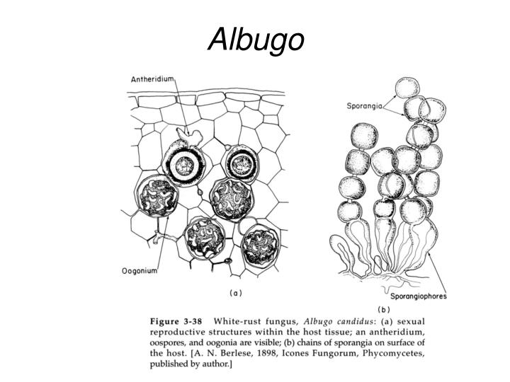 PPT - Oomycota PowerPoint Presentation - ID:5534148