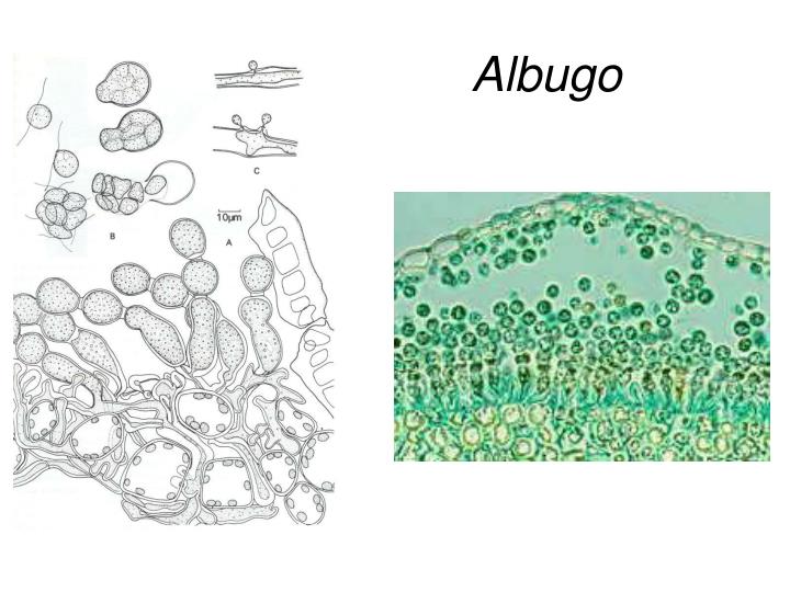 PPT - Oomycota PowerPoint Presentation - ID:5534148