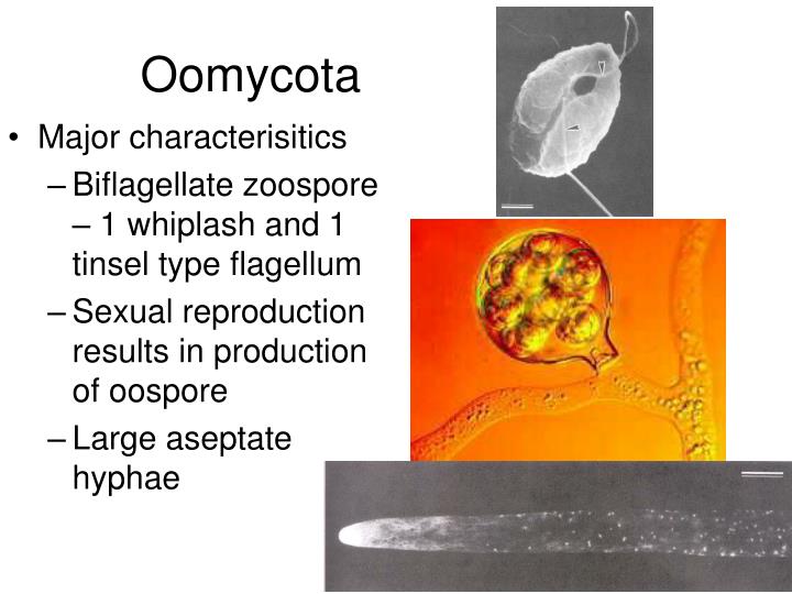 PPT - Oomycota PowerPoint Presentation - ID:5534148