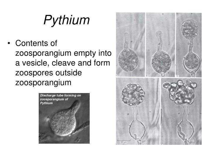PPT - Oomycota PowerPoint Presentation - ID:5534148